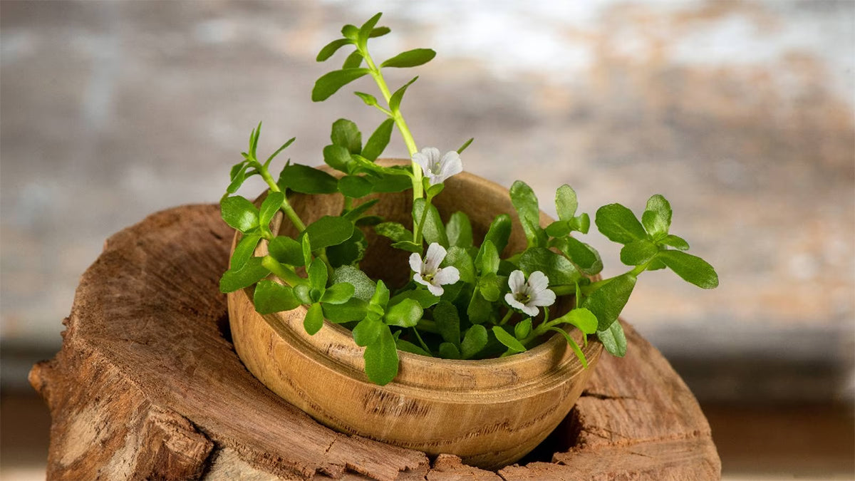 The Benefits of Brahmi for Anxiety and How to Use It Effectively – SDH ...